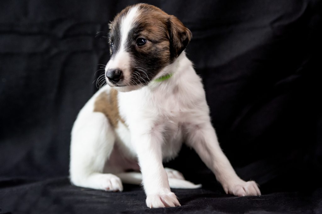 Fototermin der O Schwänchen mit Nicole Behr - Windsprite vom schwarzen ...